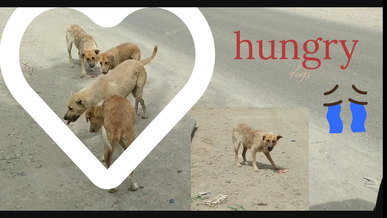 good feel =feeding hungry dogs - YouTube