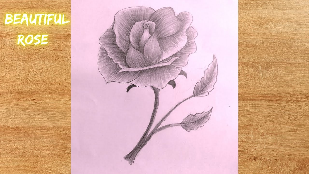 How to draw a beautiful rose | Very easy pencil drawing | Beginners ...