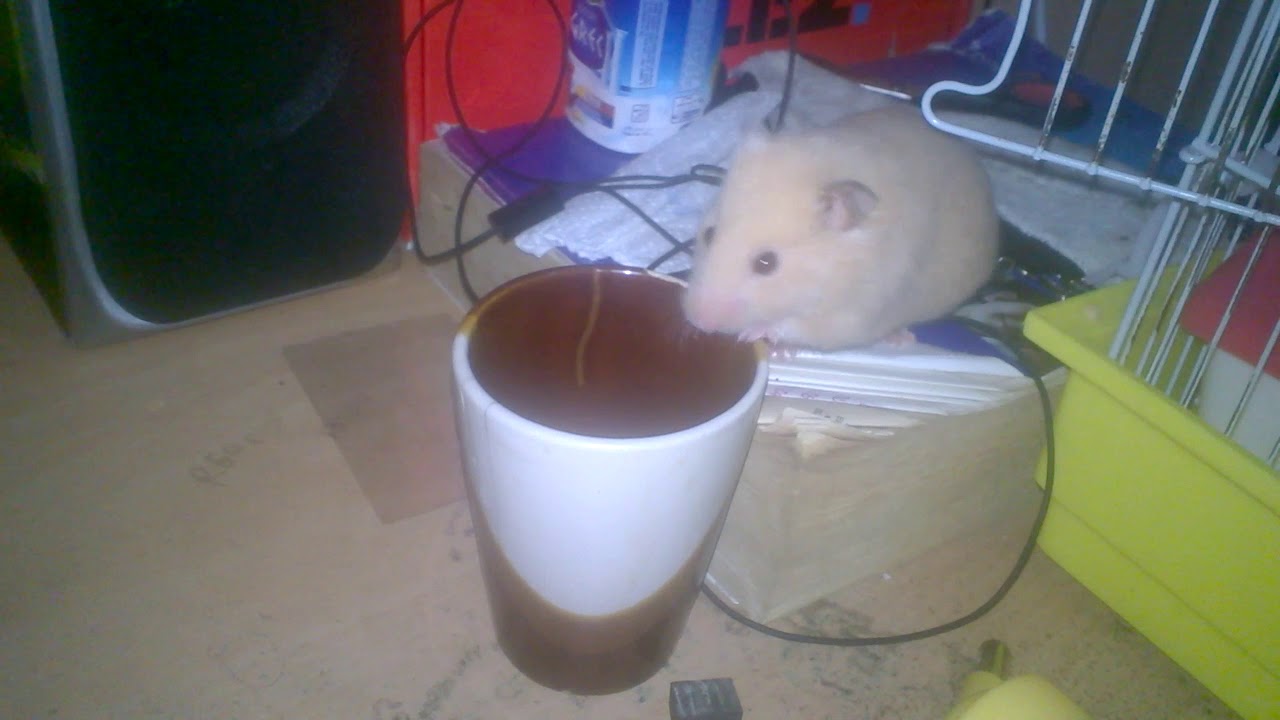 hamster He drinks cafe - YouTube