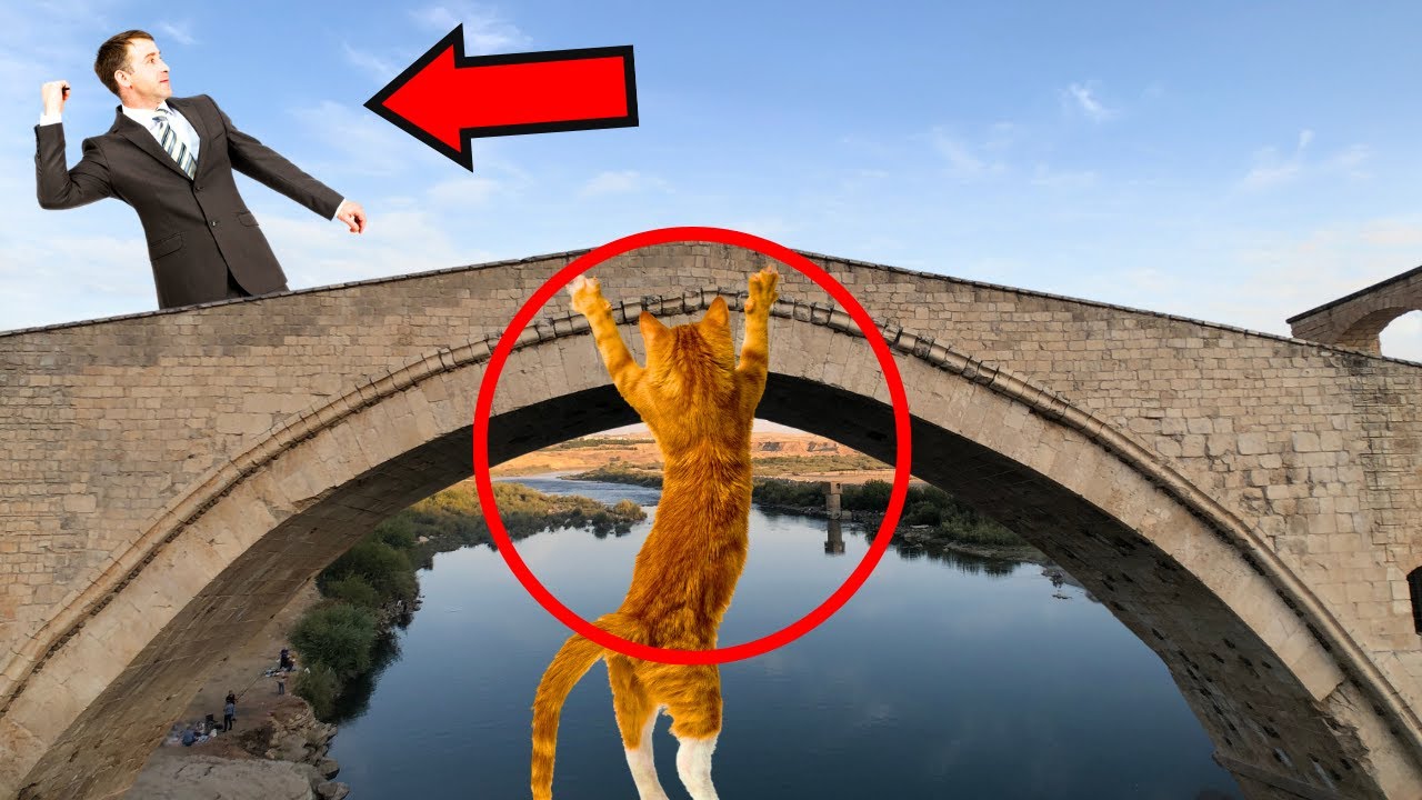 A Man Threw a Cat Into a River… BUT A FISHERMAN JUMPED IN WITHOUT ...