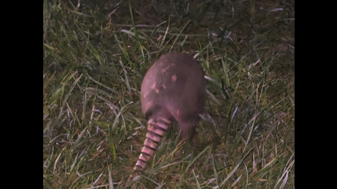 Nine-banded armadillo! Man, it was this close. I could've touched it. 😁 ...