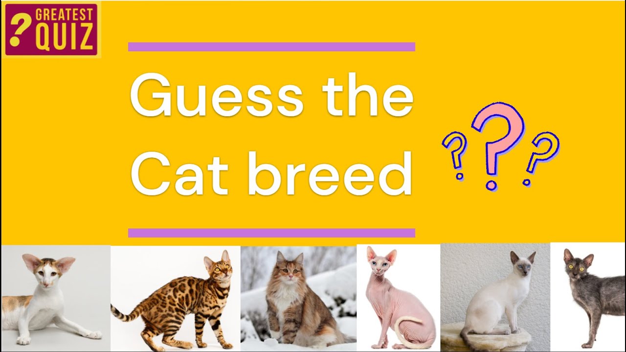 Guess the Cat Breed, how well is your cat knowledge?? #cat #cats #quiz ...