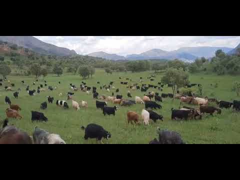 dengbej Mahmut Yılmaz stran dengbeji