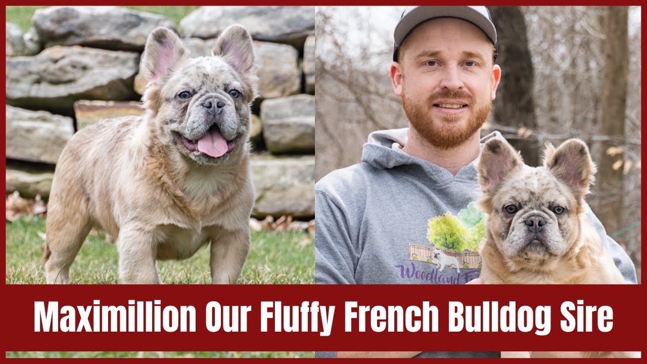 Maximillion Our Fluffy French Bulldog Stud - YouTube