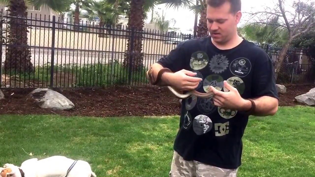 Taking a snake on a walk?? - YouTube