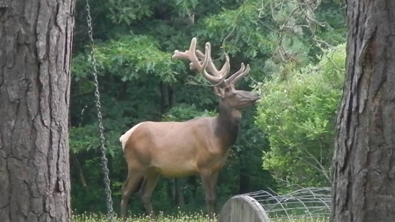 2016 Elk at Camp in Benezette, PA - YouTube