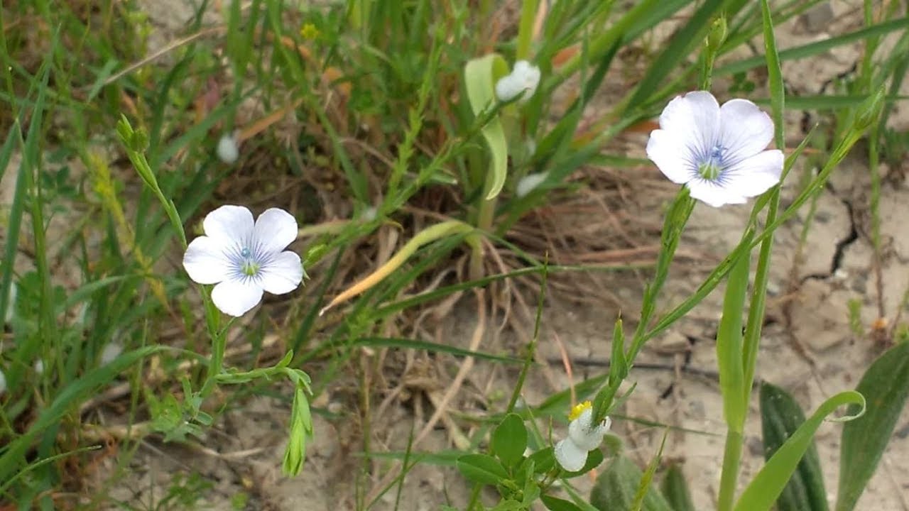 Lino pianta (medicinal plant) - YouTube