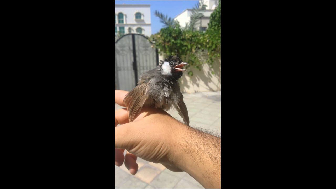 Bird reaction to sun. AMAZING. - YouTube