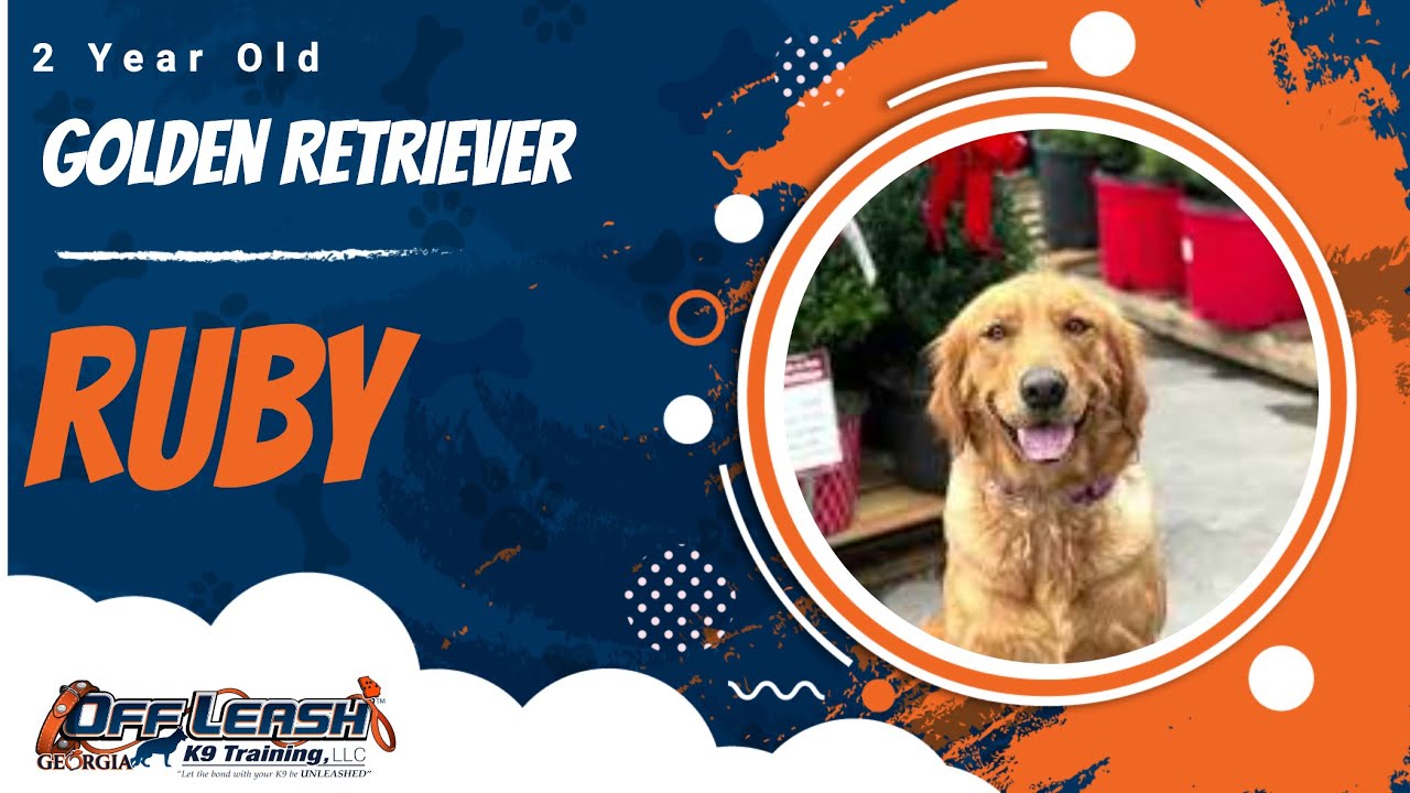 Ruby | 2 Year Old Golden Retriever | Off Leash Golden Training, Georgia - YouTube
