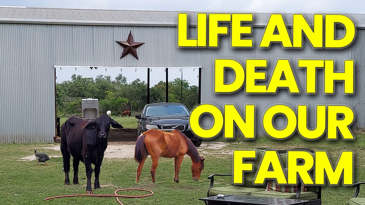 New LIFE and More DEATH on Our Texas Farm. Will We QUIT?? - YouTube