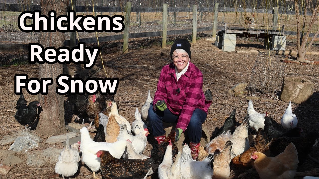 Snowy Chicken Care: Essential Tips for Preparing Your Flock for Winter Wonderland - YouTube