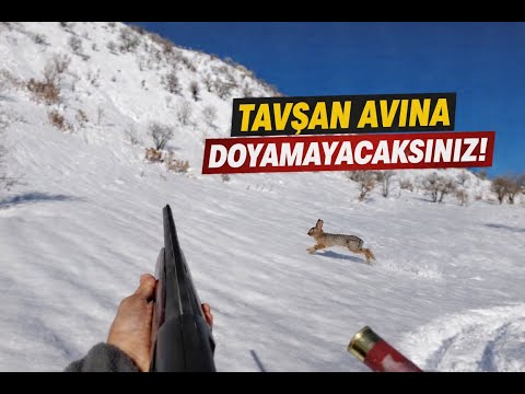 Kar ve Yeni Yılın İlk Tavşan Avı #hunting #tavşan #rabbit #avcılar #doğa #nature #avcılık #wildlife