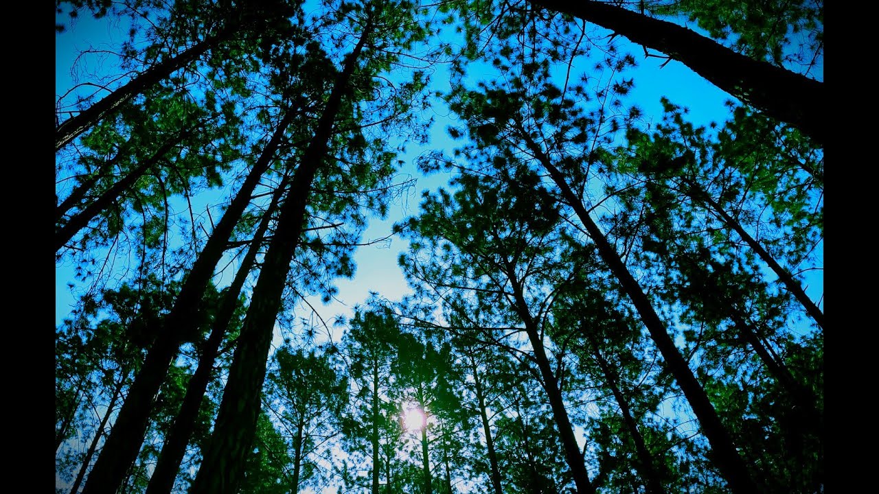Calm your mind, the relaxing sound of a mild summer breeze in a pine ...