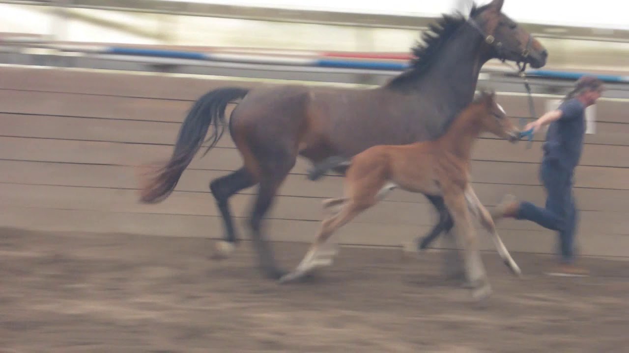 2020 Filly by Sporcken and Sir Gregory / Freestyle / Rosier - YouTube