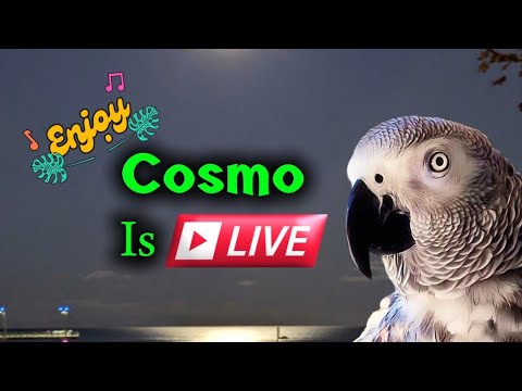 Cosmo the funny parrot is live! - YouTube