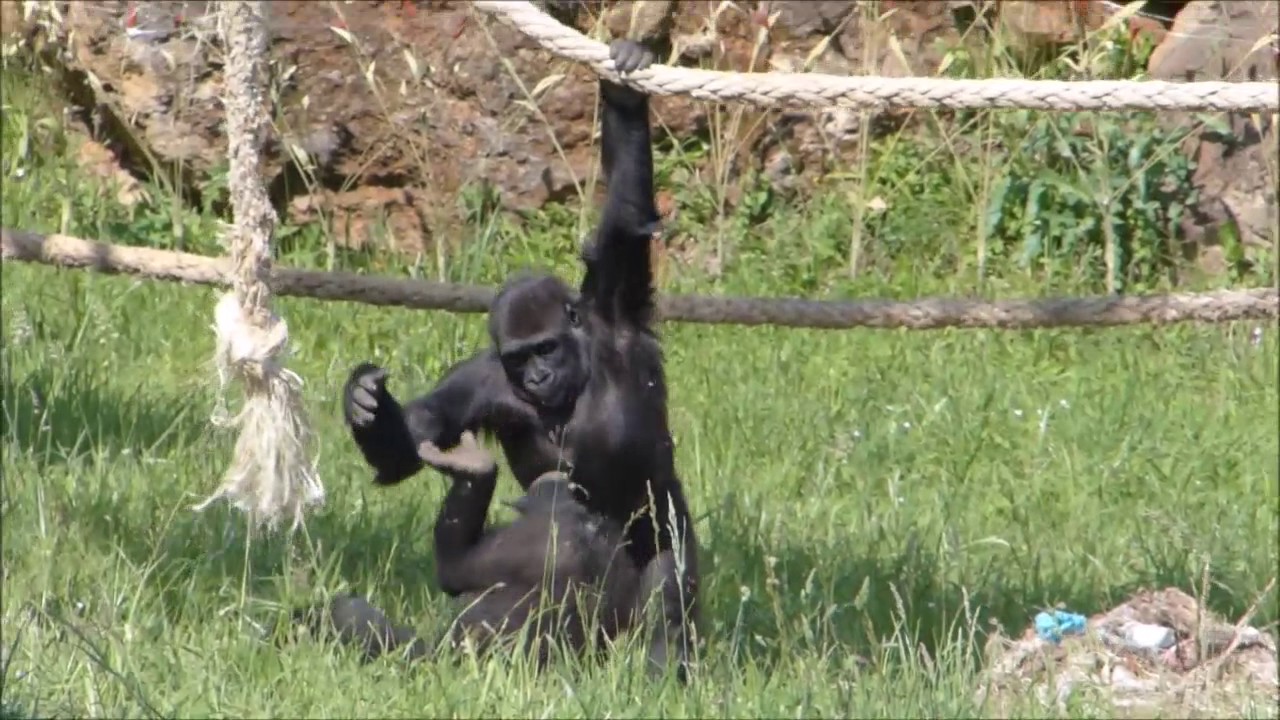 Duni y N´guvu disfrutan de su columpio nuevo - YouTube