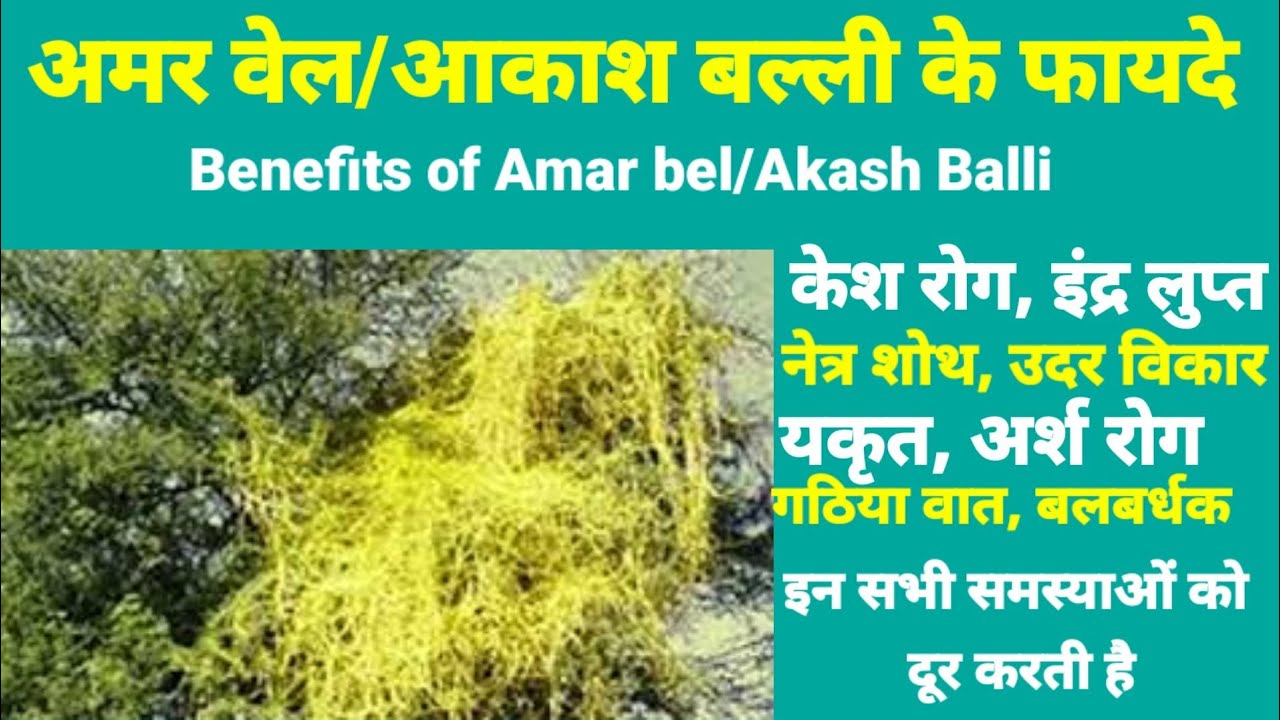 अमर बेल /आकाश बल्ली के फायदे। benefits of Amar Bel/Akash balli.amazing ...