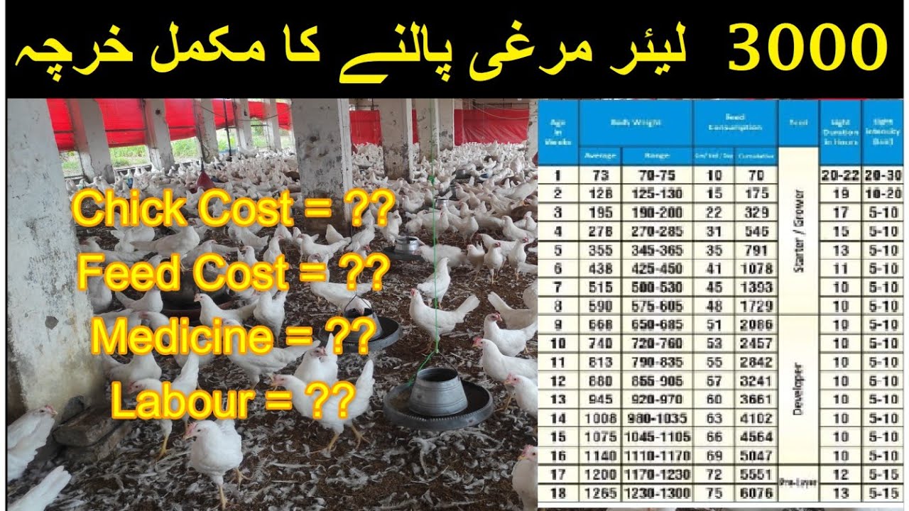 Layer chicken farming Cost | How to start Layer poultry farming - YouTube