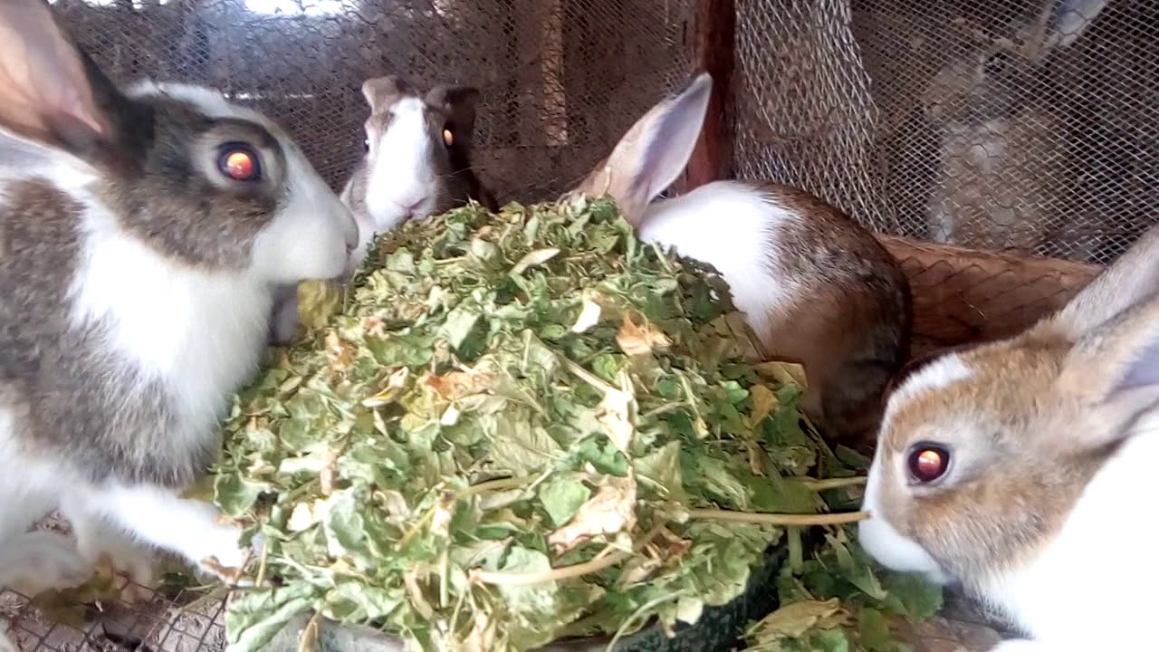 Rabbits enjoying their meal - YouTube