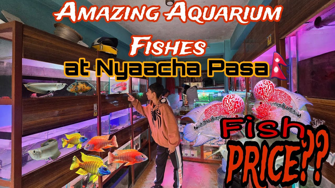 Aquarium Fish Update at Nyaacha Pasa an Amazing Aquarium store at Panga ...
