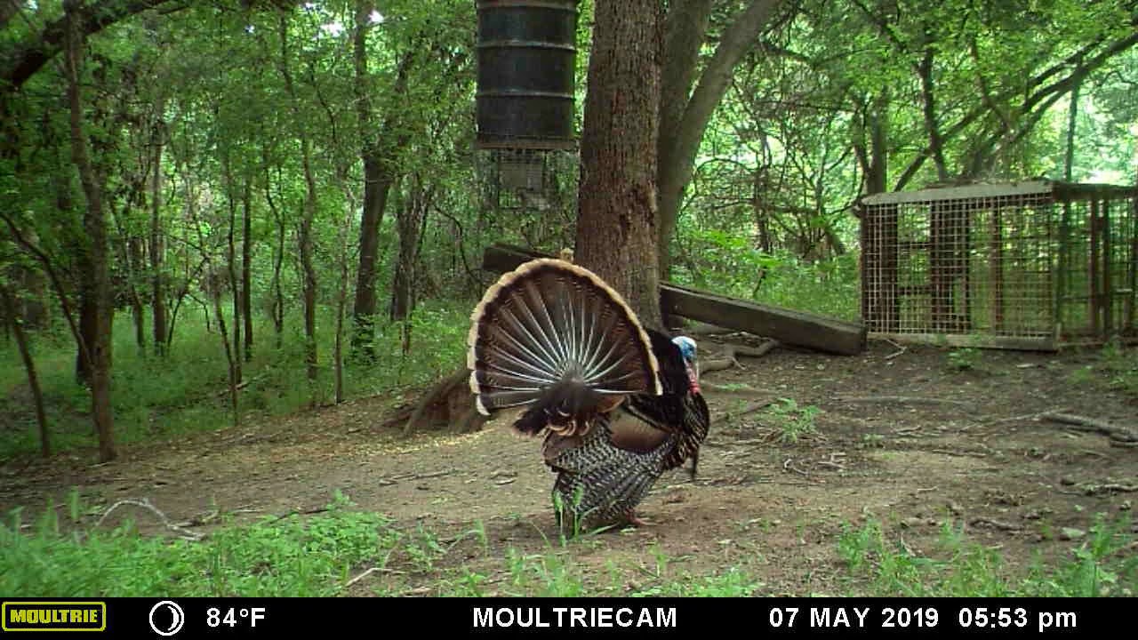 Turkey pose - YouTube