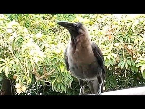 crow stylish walk amazing look dancing crow | crow like a wow - YouTube