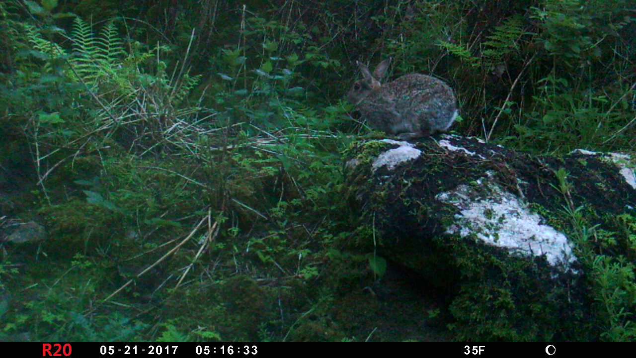 Trail camera - Two Rabbits - YouTube