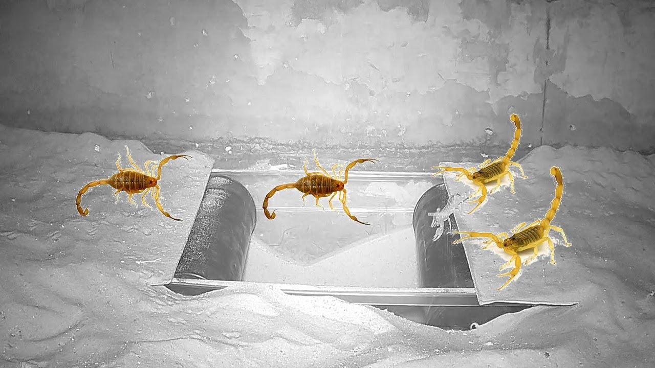 A very powerful and effective trap for catching scorpions - YouTube