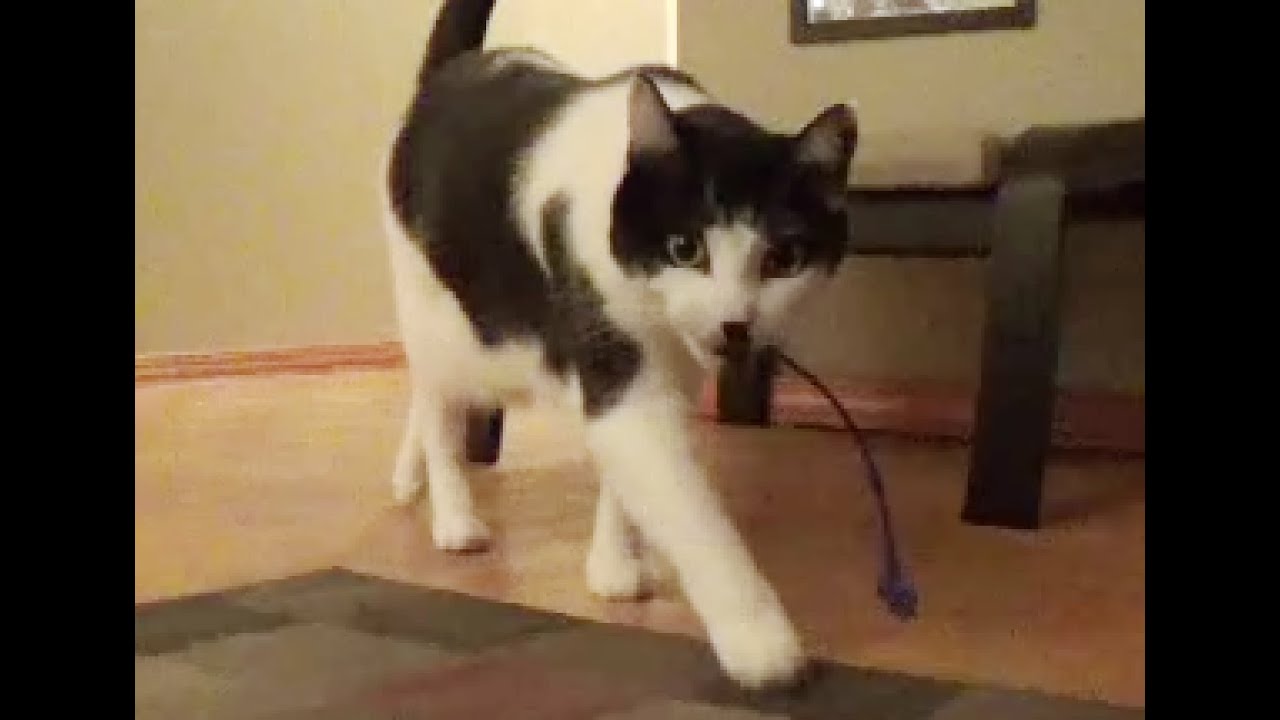 Cat Plays Fetch Like a Dog #Stache the Cat - YouTube