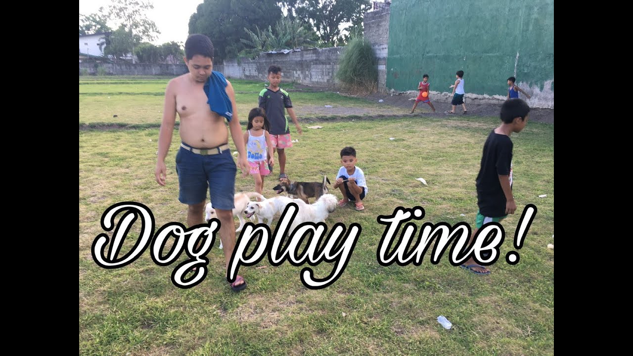 Dog play time! - YouTube