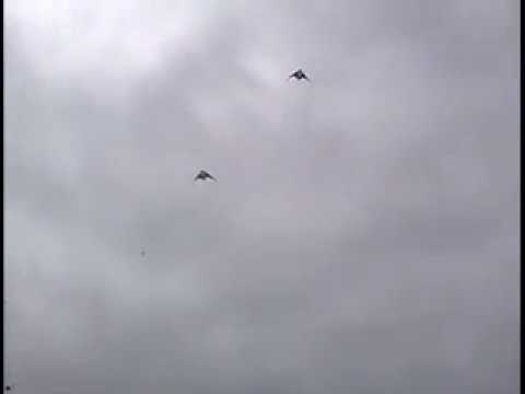 Troy Gunn flying 2 sport Kites at WSIKF in Long Beach, Washington, USA ...