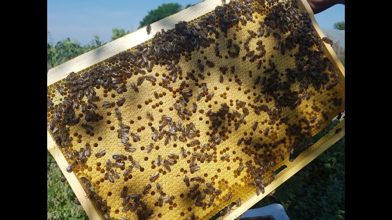 Așa arată un stup cu albine în interior - YouTube