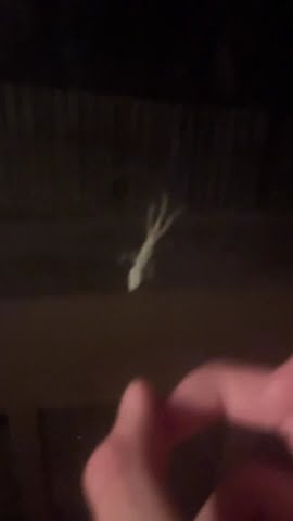 Goodbye Lizard - YouTube