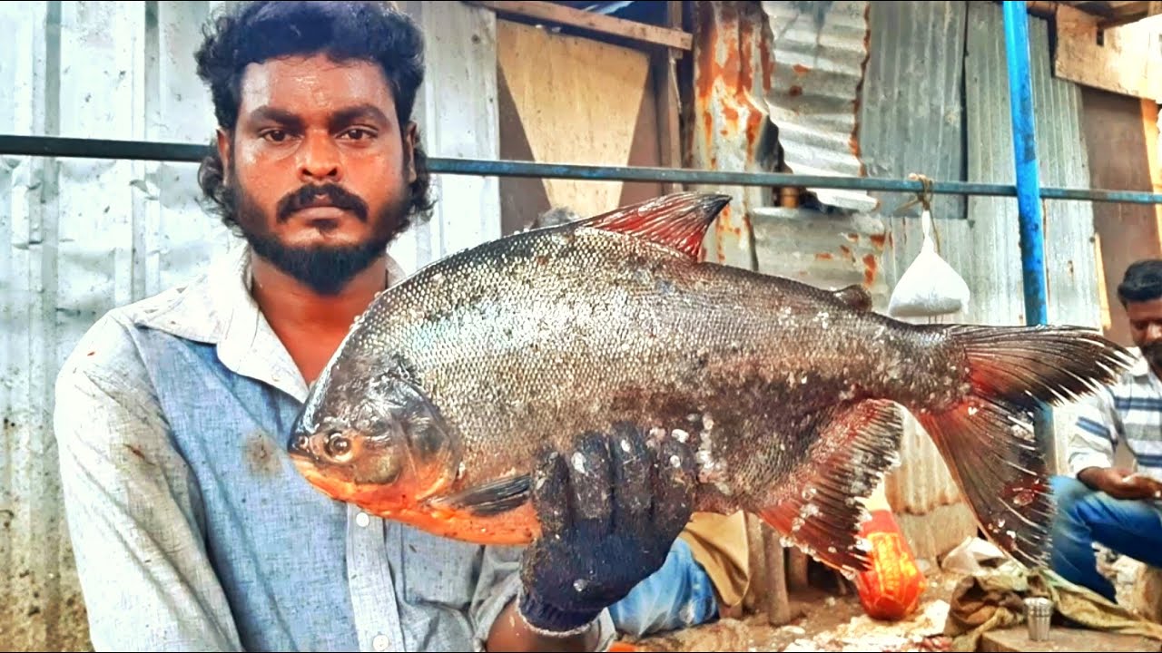 RIVER POMRED FISH # AATHU VAAVAL MEEN #CUTTING SKILLS #KASIMEDU # ...