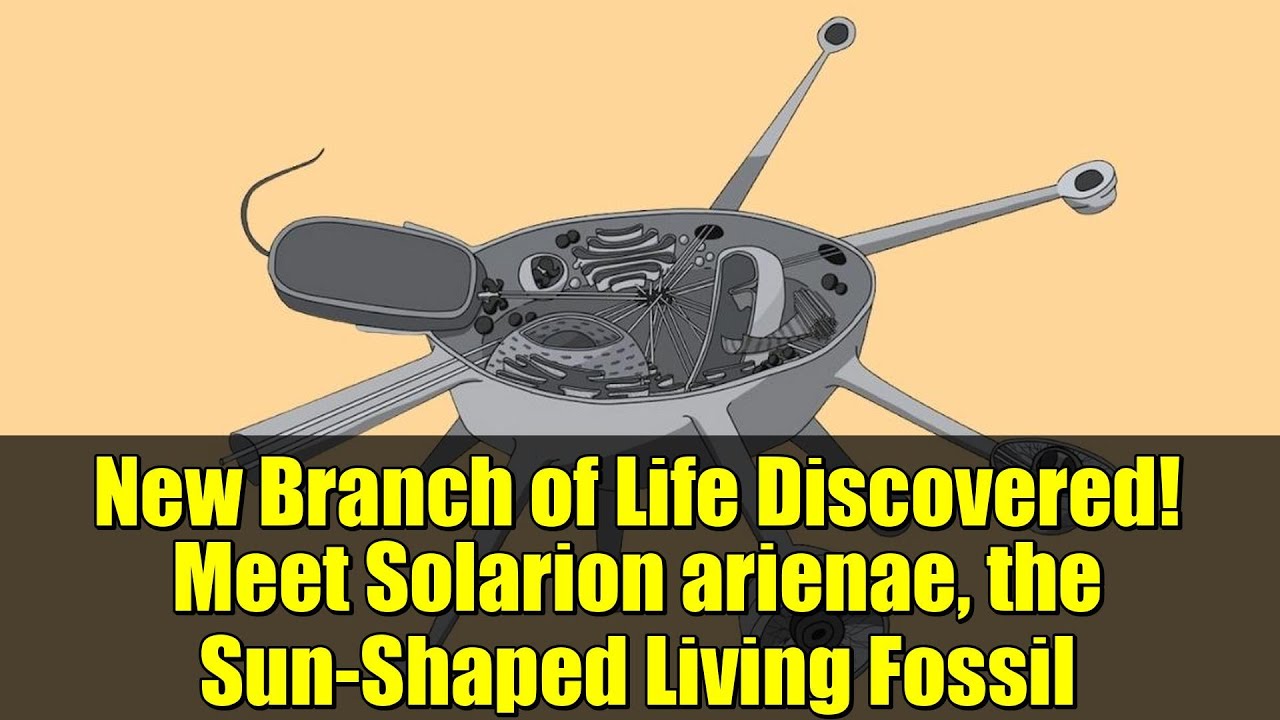 New Branch of Life Discovered! Meet Solarion arienae, the Sun-Shaped ...