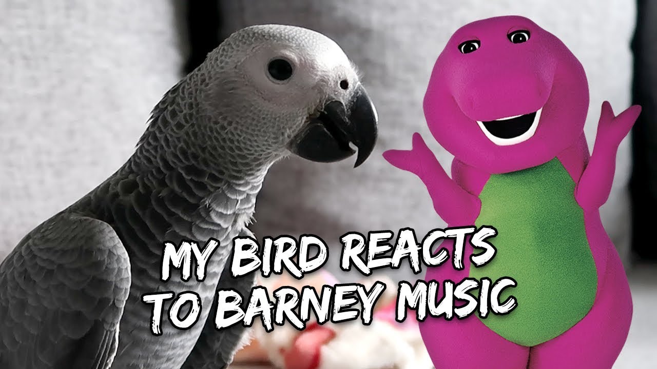 My Bird Reacts to Barney | Vlog #259 - YouTube