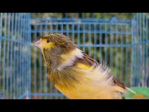 Canary Singing Training For First Time Young Canary | Best Canary ...