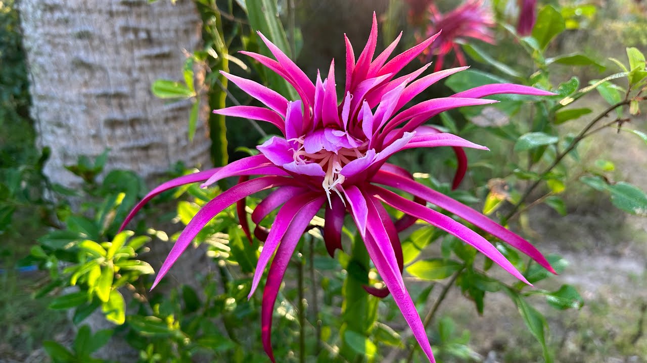 Edible Landscapes | Imbe Fruit, Garcinia livingstonei Fruit Trees | May ...