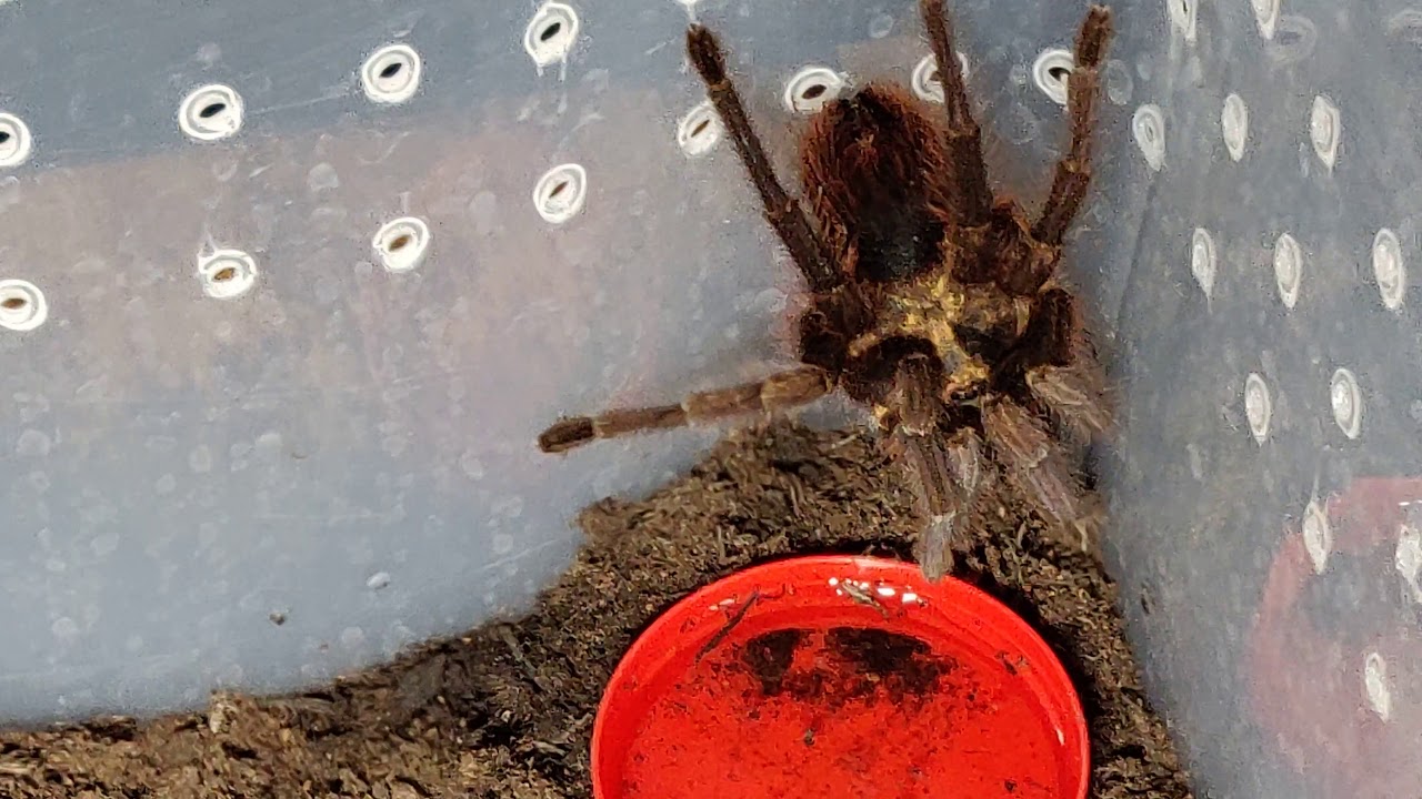 P Auratus female first feed! - YouTube