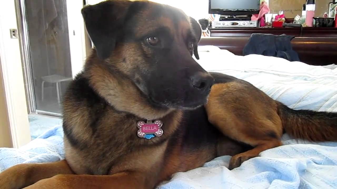 Bella and Buff - YouTube