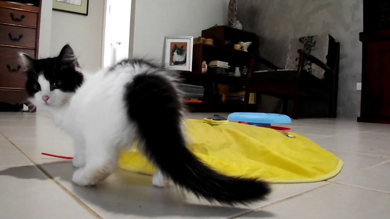 Perri Plays With The 'Cat's Meow' Toy Cute Kitten Playing - YouTube