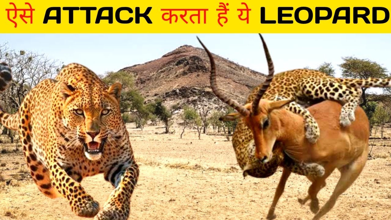 Unveiling the deadliest predator: Leopard's reign of terror - YouTube