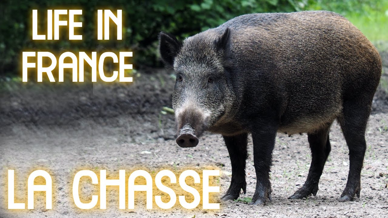 Life in France ( La Chasse - Hunting in France ) French Life - Life in ...