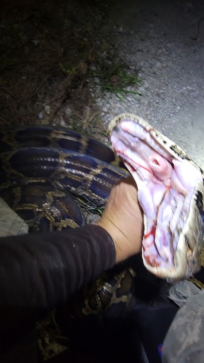ANGRY 14FT PYTHON! #fyp #foryou #explorepage #explore #snake #reptile# ...