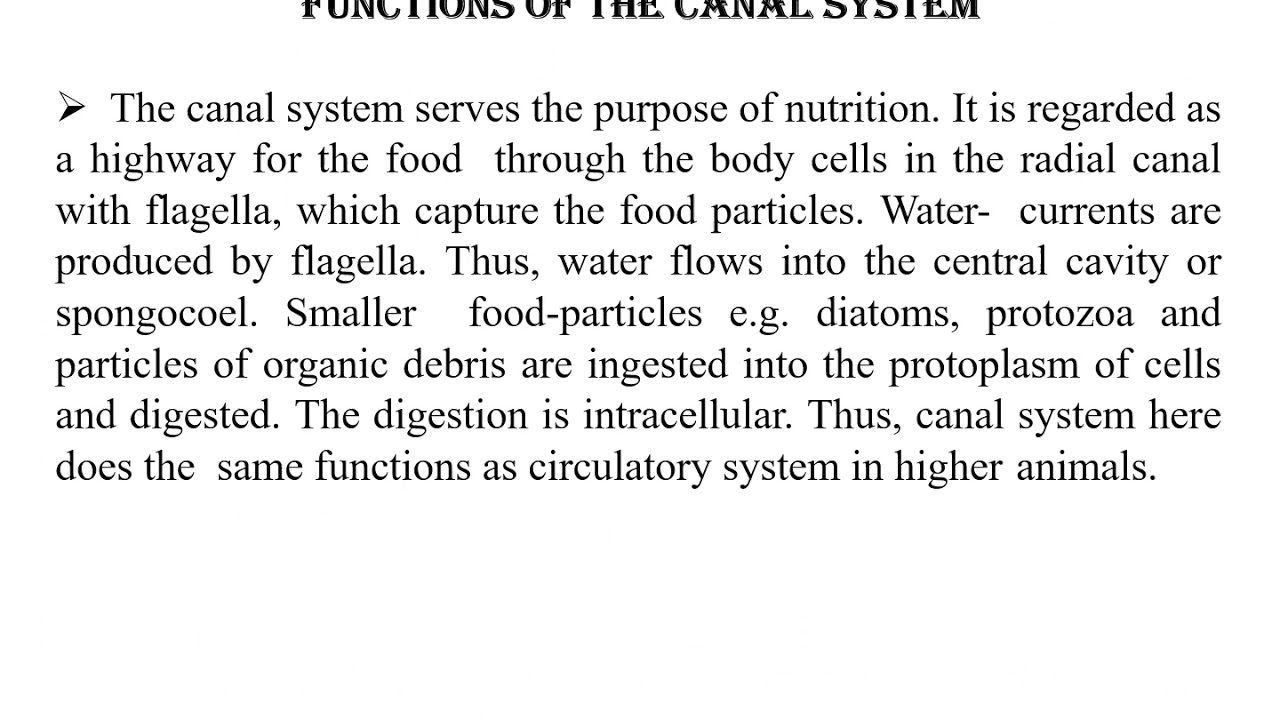 Components and Functions of Canal System - YouTube
