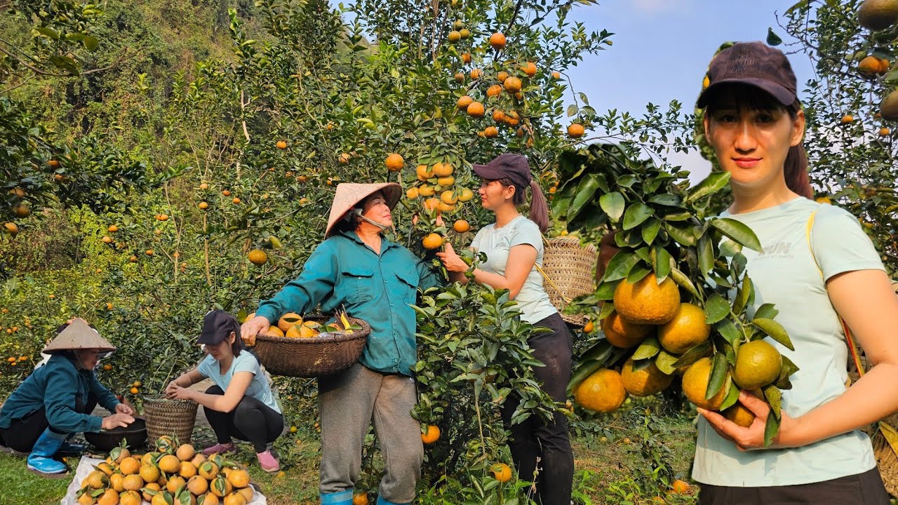 Harvest Oranges And Take Them To The Market To Sell And Living With His ...