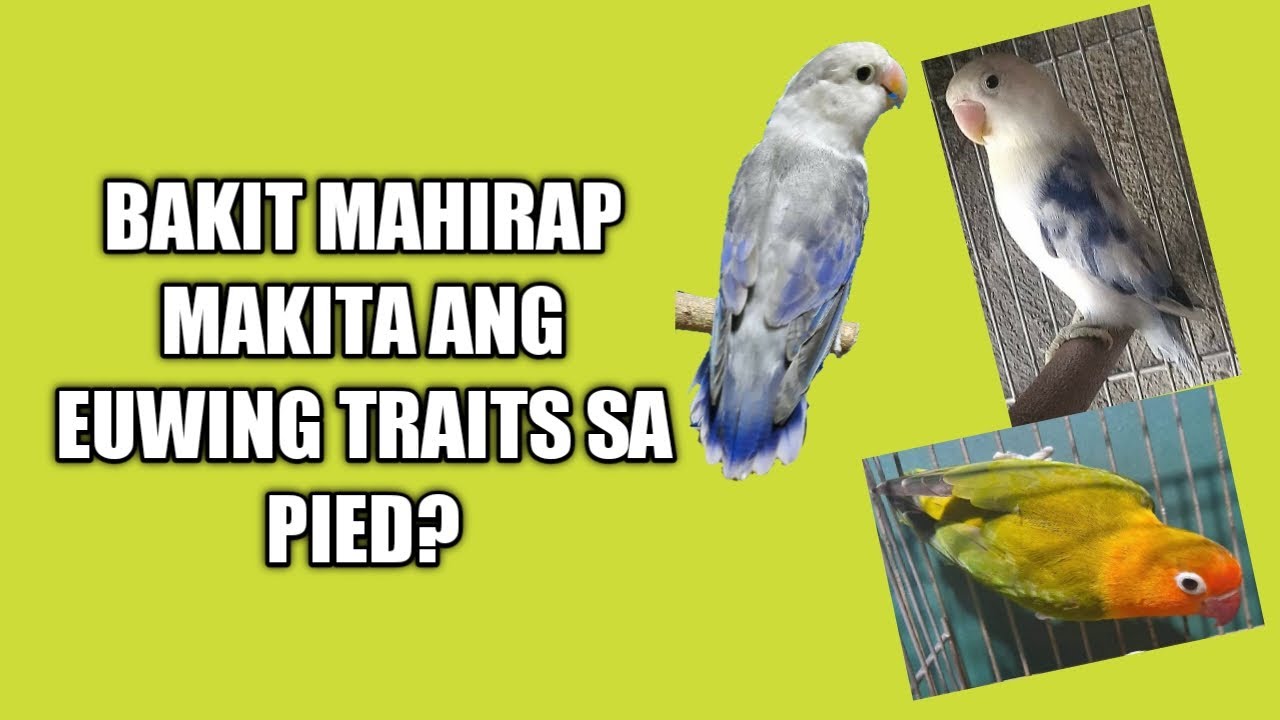Vlog #2 - HIRAP MAKITA NG EUWING TRAITS SA PIED - YouTube