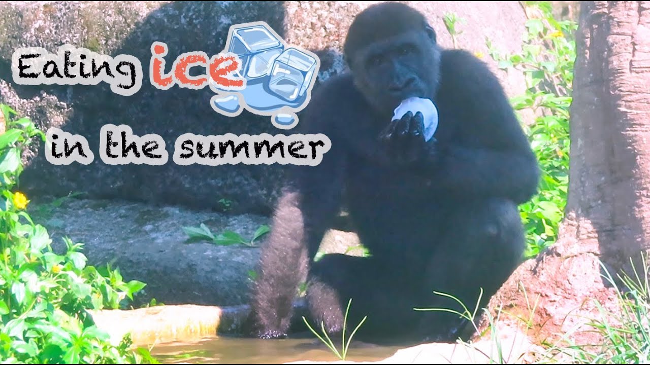 小金剛Jabali與Ringo酷暑吃冰Jabali and Ringo eating ice in the summer#金剛猩猩 ...