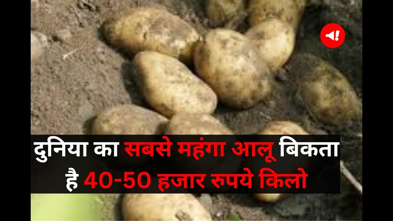दुनिया का सबसे महंगा आलू बिकता है 40-50 हजार रुपये किलो | Le Bonnotte ...