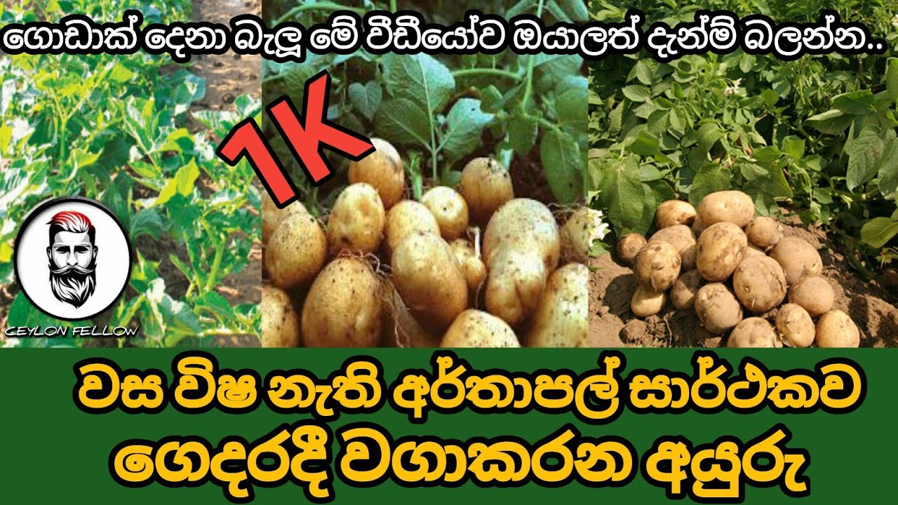 arthapal wagawa sri lanka .Ceylon Fellow - YouTube